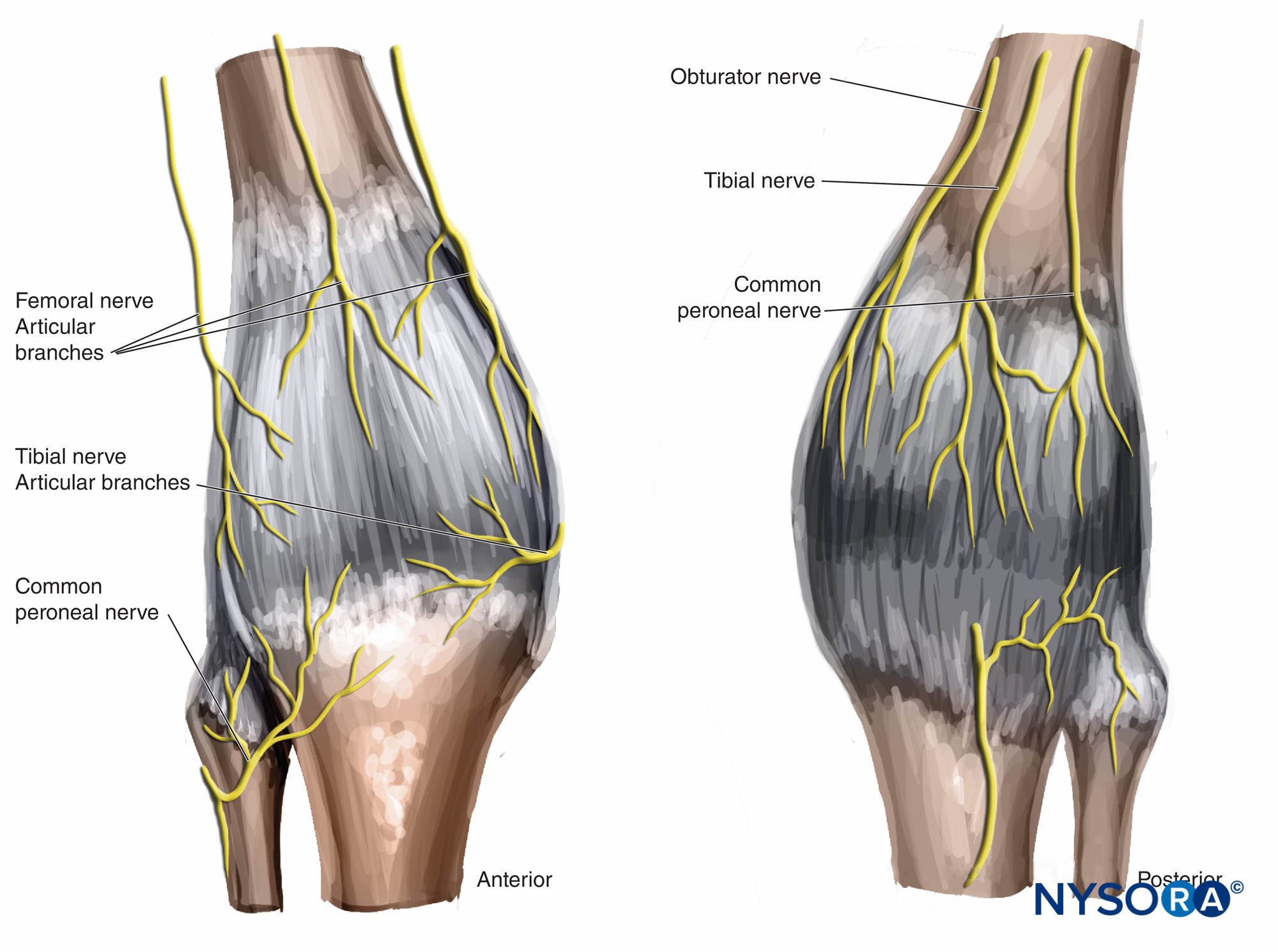 Knee Innervation
